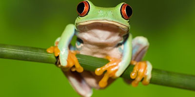 Costa Rica Adventure Student Tour | Explorica