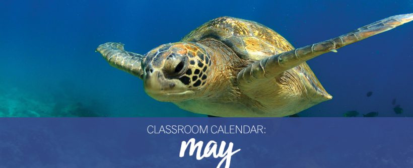 Our May classroom calendar: World Turtle Day